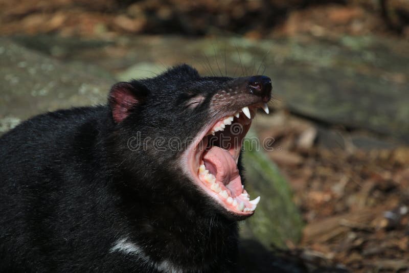 Tasmanian Devil Screaming stock photo. Image of carnivore - 42928334