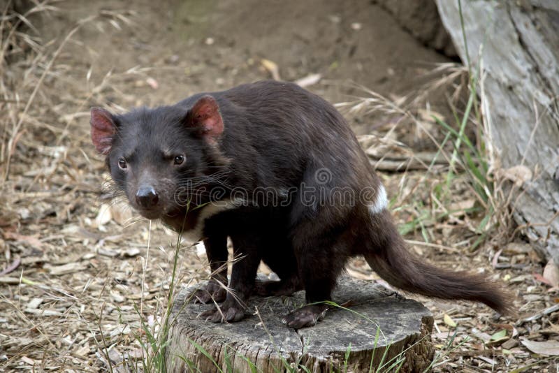 The Tasmanian Devil is Standing on a Log Stock Image - Image of ...