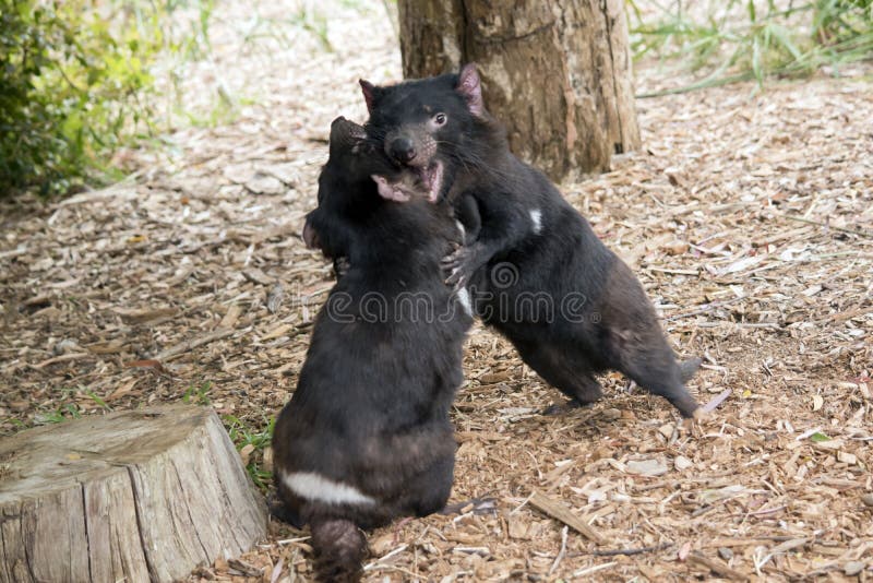 The Tasmanian Devils are Fighting Stock Image - Image of mean, ears ...