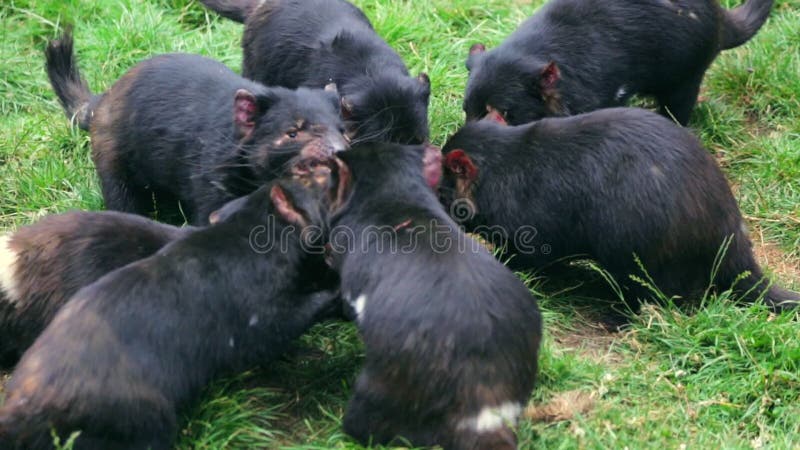 Tasmanian Devils hunting stock video. Video of yawn, devil - 69664881
