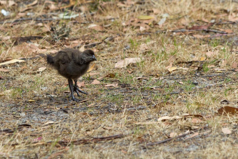 Tasmanian Native Hen Chick Browsing Stock Image - Image of rail ...