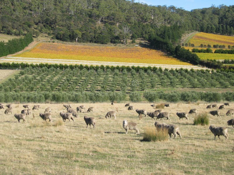 Tasmanian sheep stock image. Image of farm, sheep, scenery - 253587