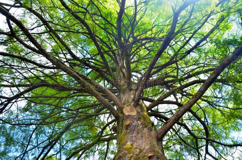 Tasmanian tree stock image. Image of leaves, tree, life - 92231305