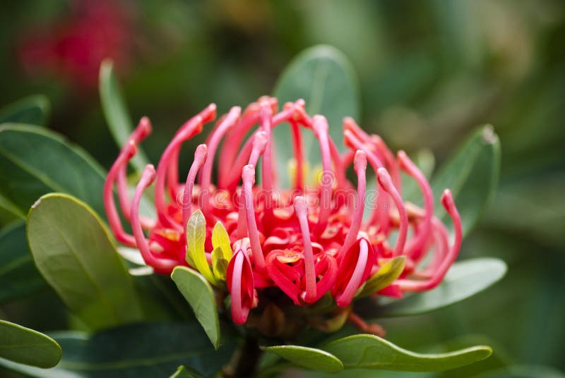 418 Waratah Stock Photos - Free & Royalty-Free Stock Photos from Dreamstime
