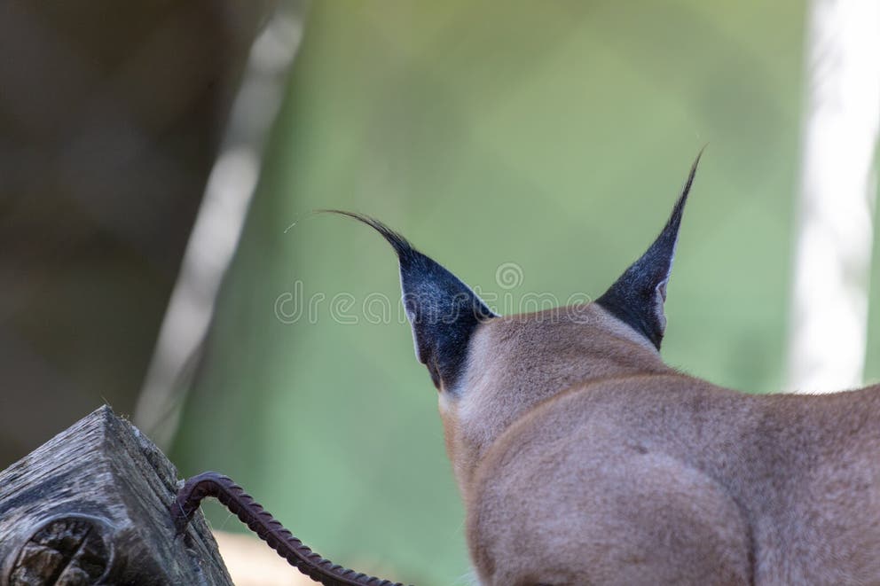 Tassels on the Ears of a Lynx. Back View Stock Image - Image of outdoor ...