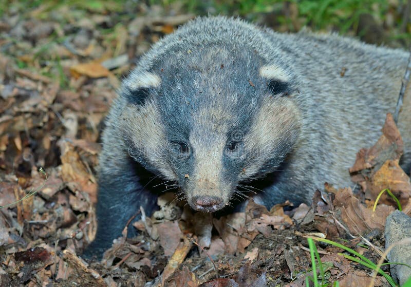 Tasso-cane 6 immagine stock. Immagine di puro, muso, animale - 15095449