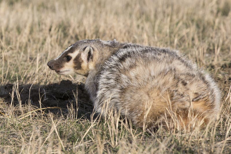 Tasso Nell'erba Di Prateria Data Il Vecchio Malocchio Fotografia Stock ...