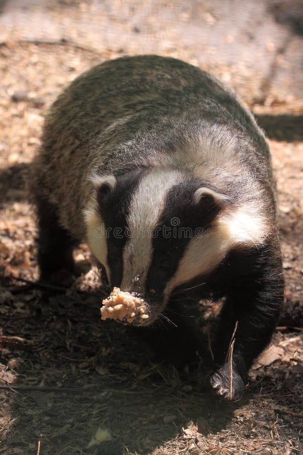 Tasso europeo fotografia stock. Immagine di animale, tasso - 28499774