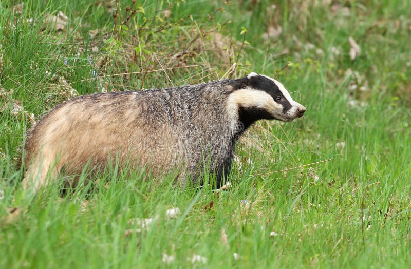 Tasso grasso in primavera fotografia stock. Immagine di animale - 70725748