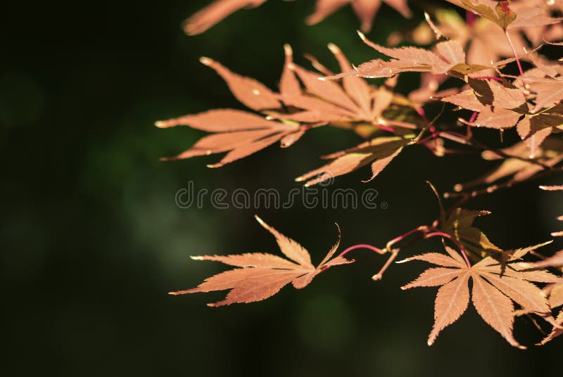 The taste of autumn stock photo. Image of branch, deciduous - 259029814