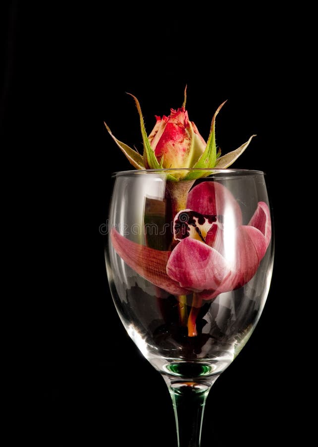 A Taste of Beauty stock image. Image of rose, dining - 12782909