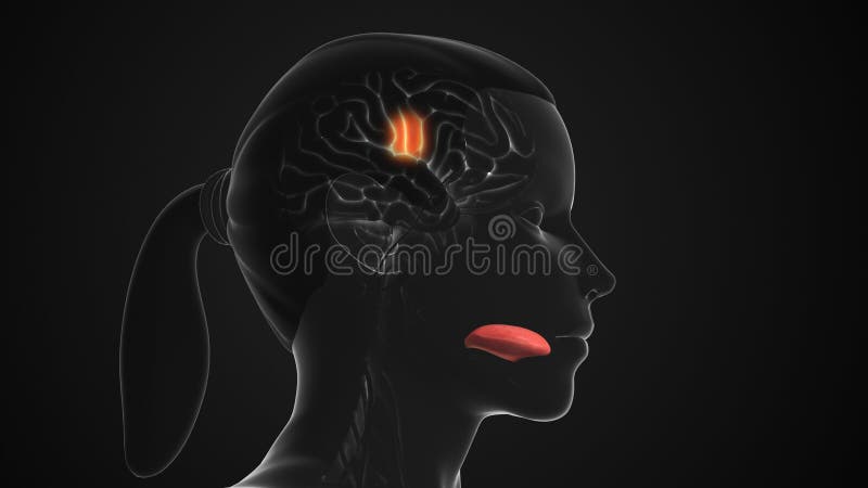 Taste Sensory Pathways for Flavor Perception Stock Illustration ...