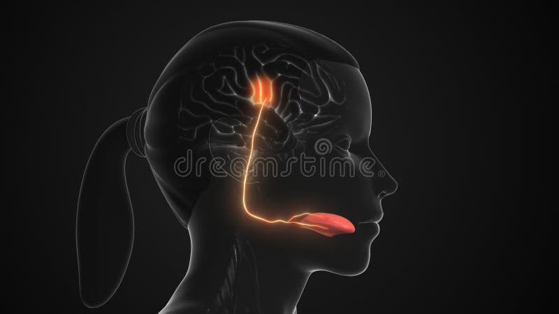 Taste Sensory Pathways for Flavor Perception Stock Illustration ...