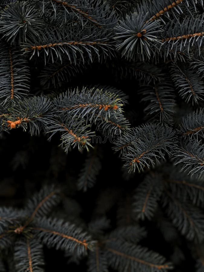 Eternal green tree stock image. Image of taste, eternal - 131972307