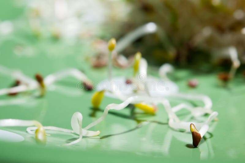 Tasteful Germs Stock Photos - Free & Royalty-Free Stock Photos from ...