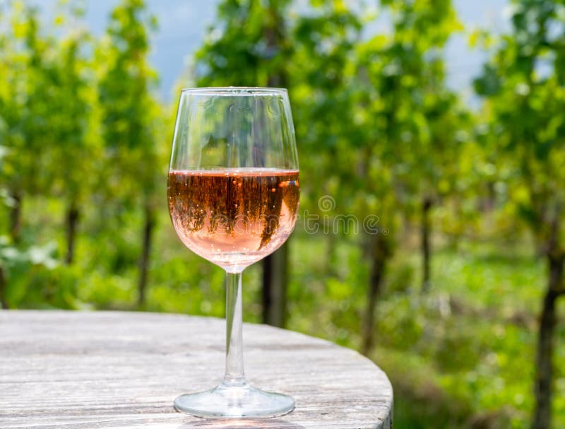 Tasting of Dutch Rose Wine on Vineyard in Summer Stock Image - Image of ...