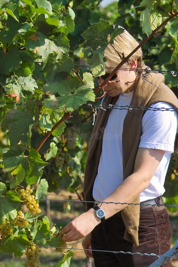 Tasting the grapes stock photo. Image of drink, fruit, sauvignon - 308678