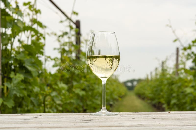 Tasting of White Wine on Dutch Vineyard in North Brabant Stock Photo ...