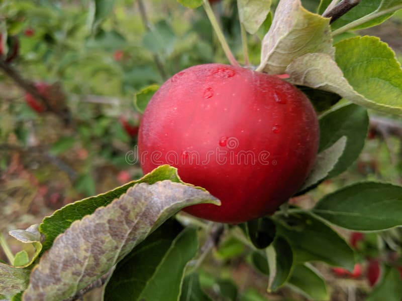 Tasty apple in tree stock image. Image of apple, tree - 158201165