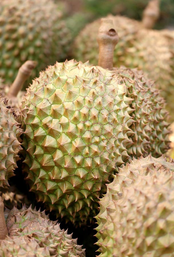 Durian. Giant Tropical Fruit. Stock Photo - Image of white, fruit: 14166878