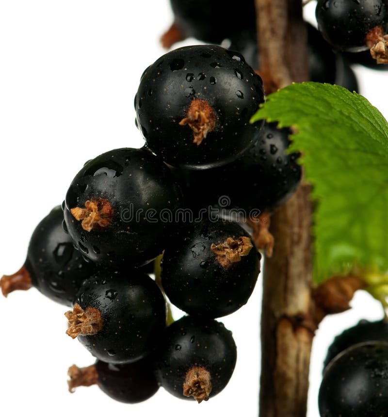 Black currant stock photo. Image of eating, fresh, background - 27418138