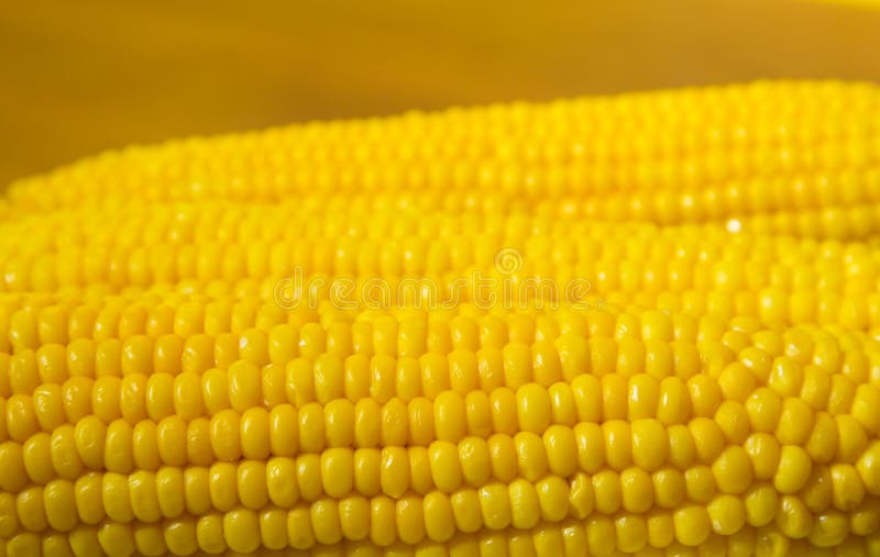 Tasty Boiled Corn on a Plate Sunflower - Macro Stock Image - Image of ...