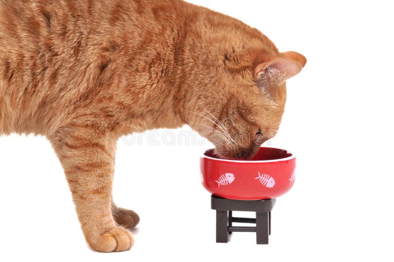 Tasty Cat Lunch stock photo. Image of meat, food, meal - 17202724
