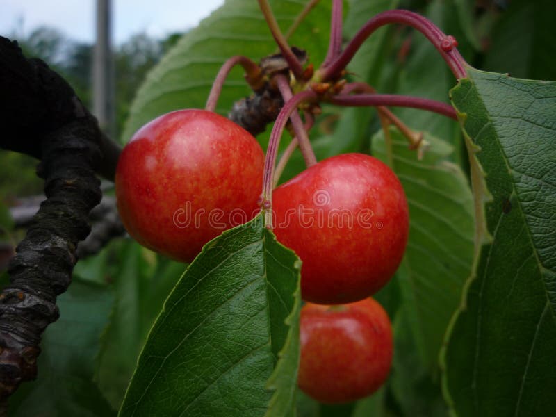 Tasty cherries stock image. Image of cherry, leafs, good - 28437491