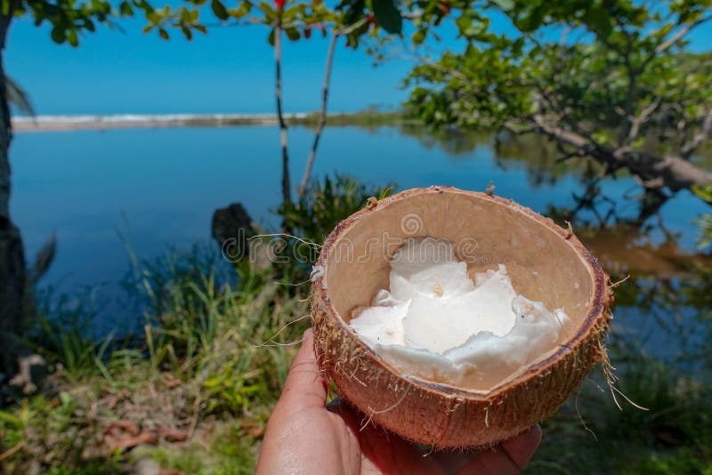 Tasty Coco Meat Served Inside the Coco on the Beach -FRUIT LOVE Stock ...