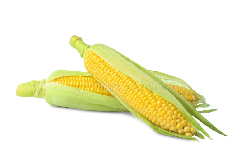 Tasty Fresh Corn Cobs Isolated on White Stock Photo - Image of kernel ...