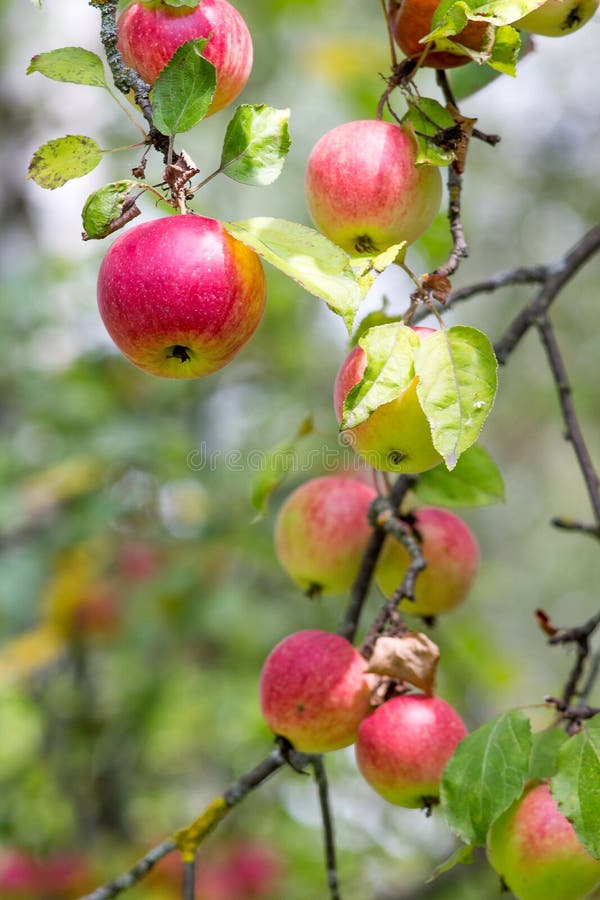 Tasty Juicy Red Apples on the Tree Sparkle in the Sun_ Stock Image ...