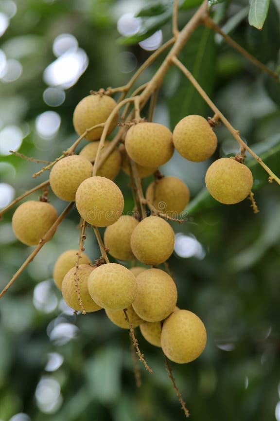 Ripe longan fruit on tree stock image. Image of plant - 300566887
