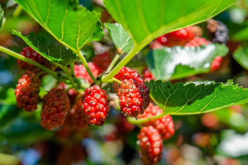 Tasty Looking Red Mulberries Growing on the Branch of a Tree Stock ...
