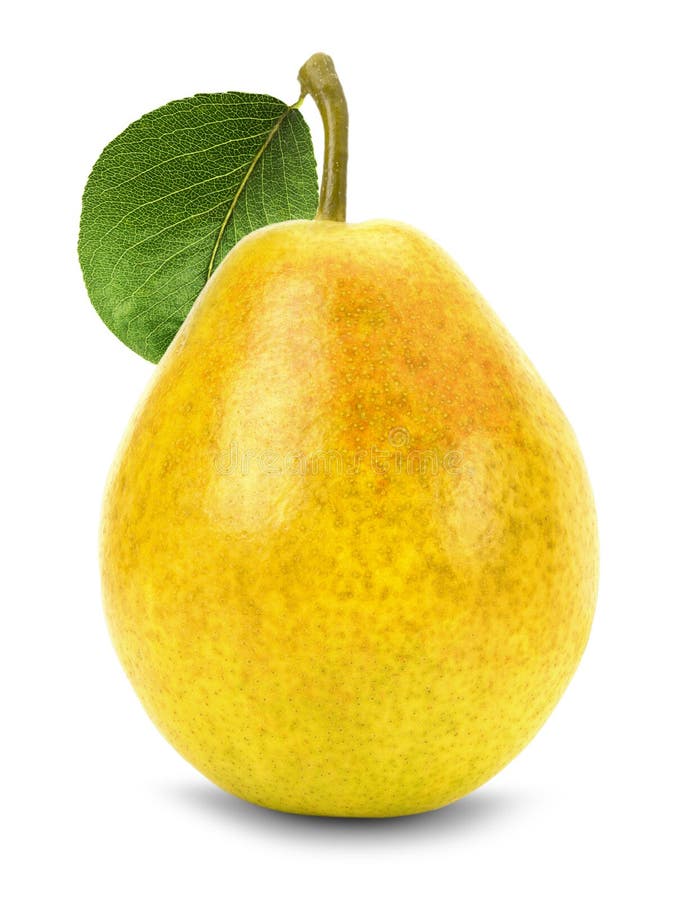 One Tasty Pear Ripening on a Tree from Close Stock Image - Image of ...