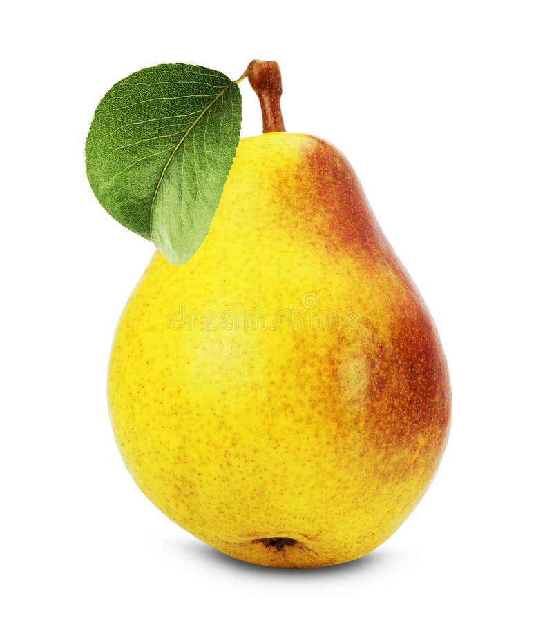 One Tasty Pear Ripening on a Tree from Close Stock Image - Image of ...