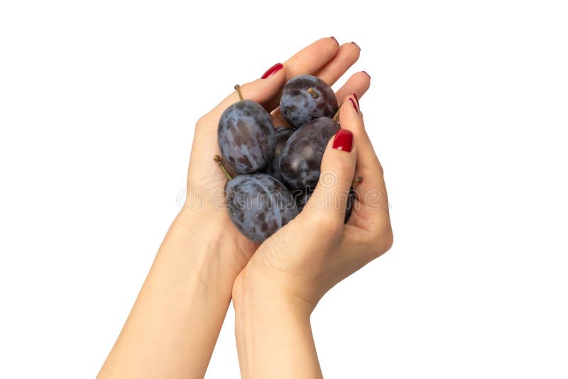 Tasty Plums Woman Hands Isolated White Background Stock Photos - Free ...