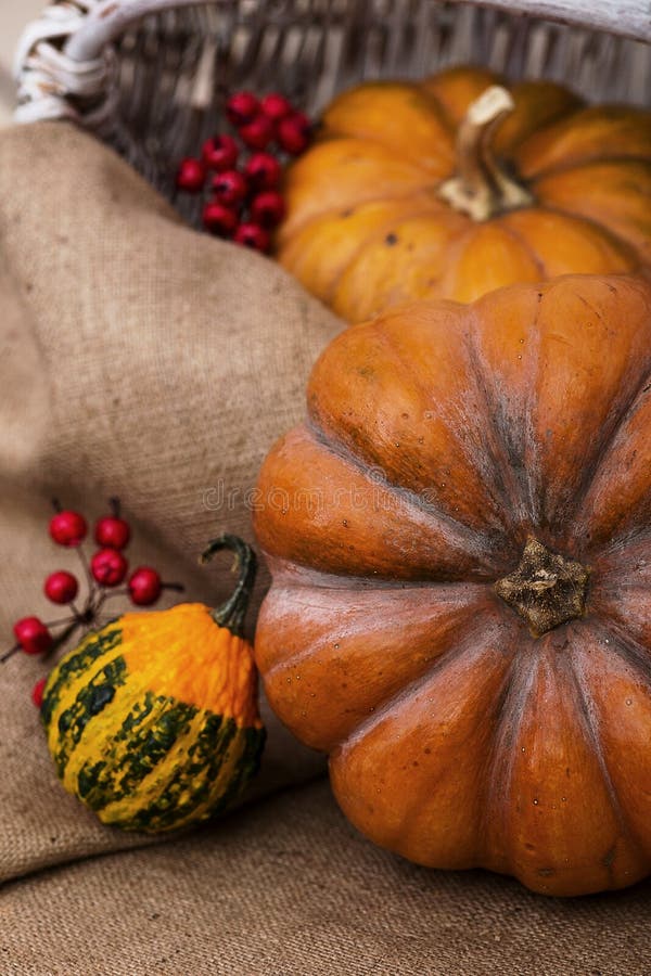Tasty pumpkin stock photo. Image of vitamin, season, basket - 49520876