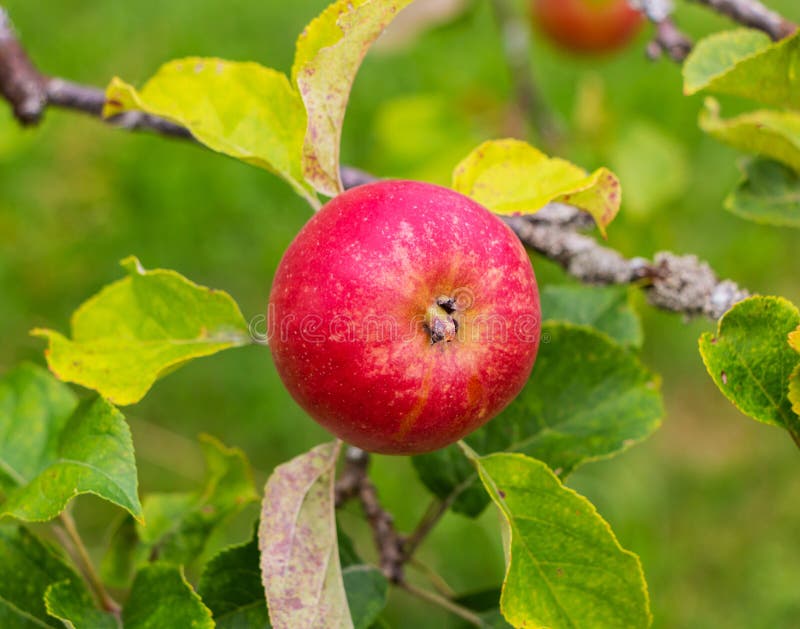 Tasty Red Apple Ripening on the Tree in the Garden on the Sunset Light ...