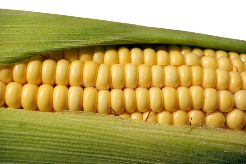 Man eating corn stock image. Image of green, corn, eating - 55356411