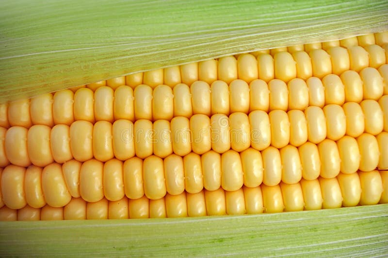 Tasty ripe corn stock image. Image of yellow, freshness - 14196259