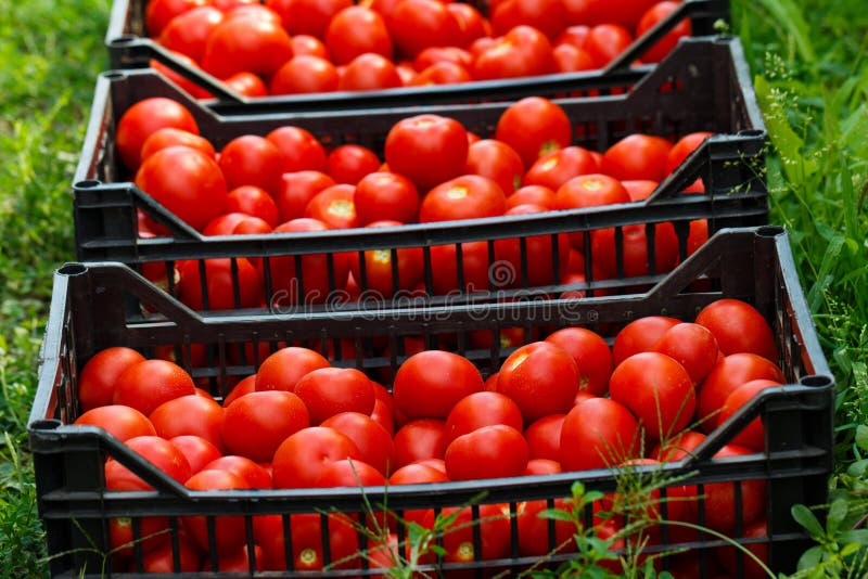 Tasty Tomatoes in Boxes stock photo. Image of tomato - 44067304