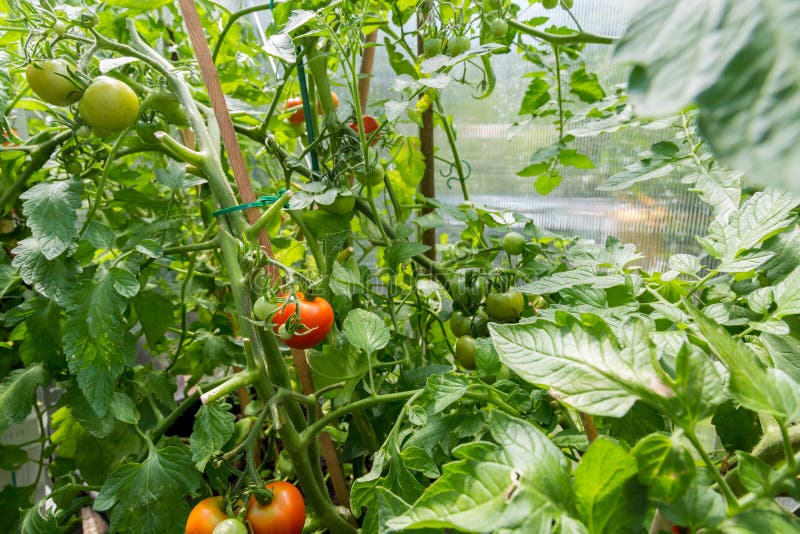 Tasty tomatoes on a shrub stock image. Image of green - 90936479