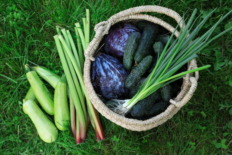 Tasty Vegetables with Wicker Basket on Green Grass, Top View Stock ...