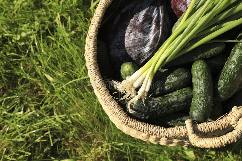 Tasty Vegetables in Wicker Basket on Green Grass, Top View. Space for ...