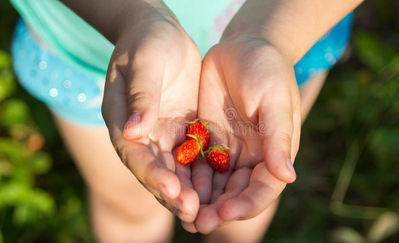 Tasty Wild Strawberry in Hands Stock Image - Image of summer, berry ...