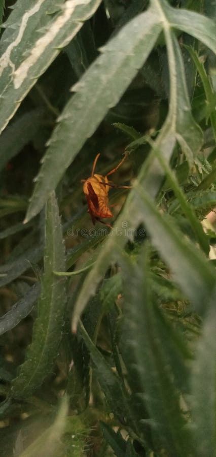 A Tataiya on the Marigold Plant Stock Photo - Image of leaf, flower ...