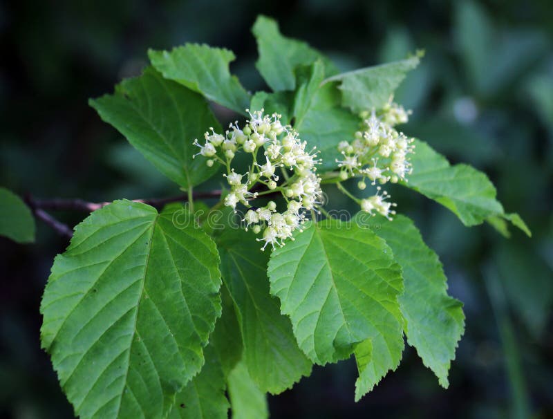 Tatar Maple (Acer Tataricum) Grows in the Wild Stock Image - Image of ...