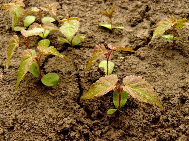 Tatarian maple seedlings stock image. Image of forestry - 40521433