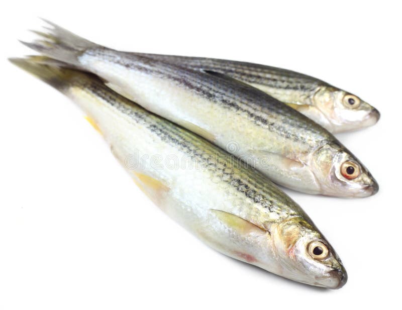 Tatkini Fish of Indian Subcontinent Stock Image - Image of dinner ...
