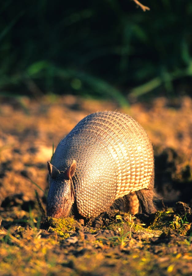 Tatou Photos Stock - Téléchargez 1,370 Photos libres de droits